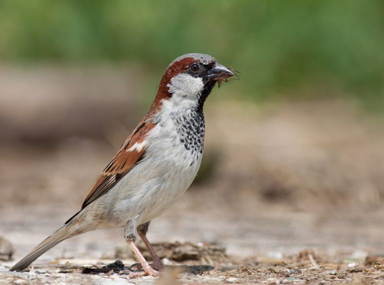 Les dents de pierre du moineau | Amis de la Réserve Naturelle de la ...
