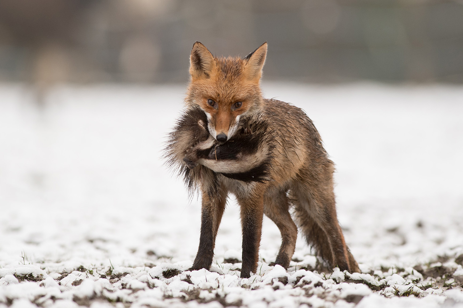 Rencontre inattendue avec un renard | Amis de la Réserve Naturelle de ...