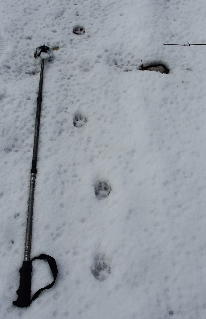 Traces et empreintes dans la neige | Amis de la Réserve Naturelle de la ...