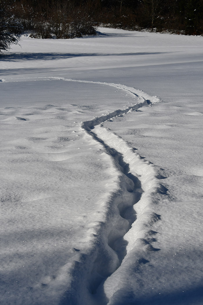 Traces et empreintes dans la neige | Amis de la Réserve Naturelle de la ...